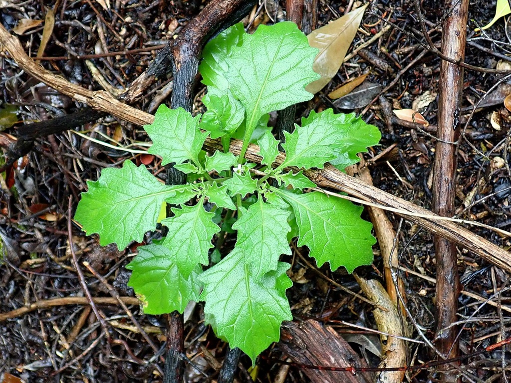 Wonderberry from Bosrivier Kloof, Van Wyksdorp on October 21, 2023 at ...