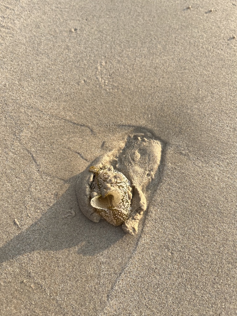 Seahares from Gantheaume Bay, Cable Beach, WA, AU on October 24, 2023 ...