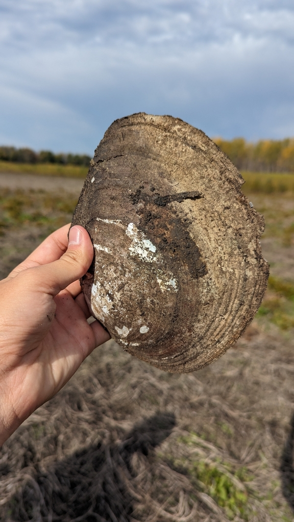 flat floater in October 2023 by Robert Breeding · iNaturalist