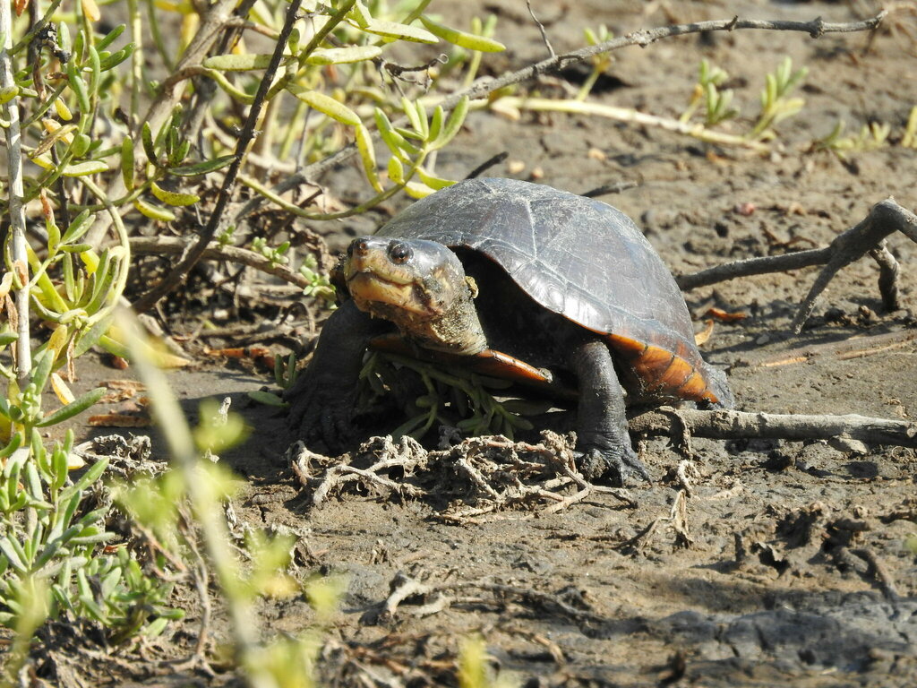 Oaxaca Mud Turtle from Acapulco de Juárez, Gro., México on October 23 ...