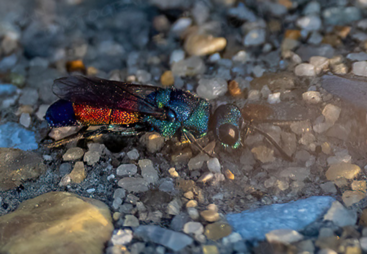 Chrysis rutilans from 中国江苏省苏州市张家港市 on October 23, 2023 at 09:34 AM by ...