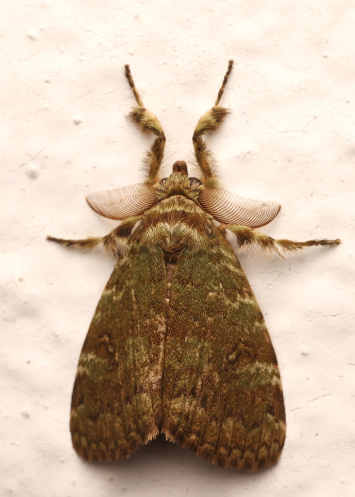 Ilema baruna from Bukit Fraser, 49000 Bukit Fraser, Pahang, Malaysia on ...