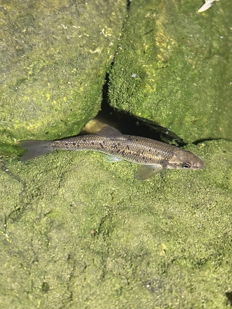 Central Stoneroller from Liberty Twp, OH, US on October 23, 2023 at 09: ...