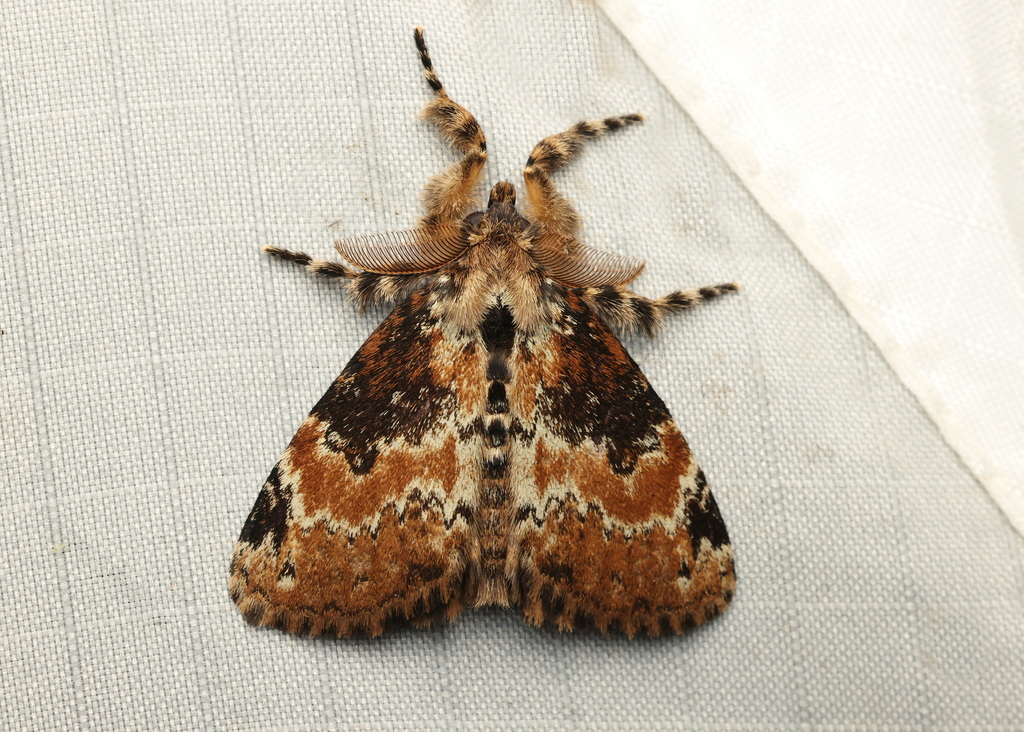 Ilema chalana from Bukit Fraser, 49000 Bukit Fraser, Pahang, Malaysia ...