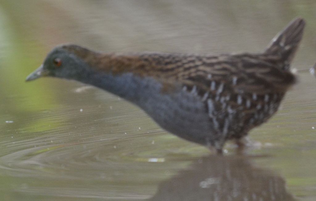 Dot-winged Crake in September 2023 by Lily Plaza C · iNaturalist