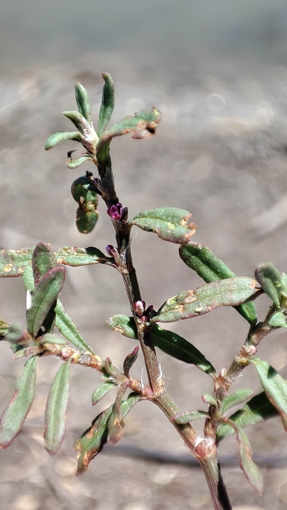 Small Knotweed from Conargo NSW 2710, Australia on October 18, 2023 at ...