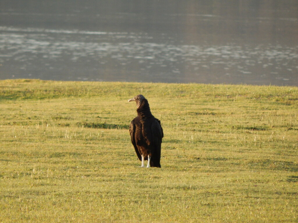 Black Vulture from Área natural protegida Valle Cretácico, El Cuy, Río ...