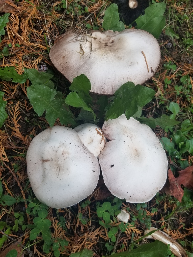 field and button mushrooms from Southeast Portland, Portland, OR, USA ...