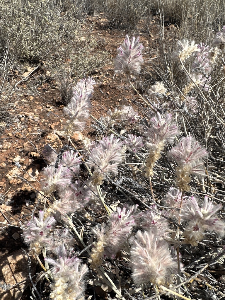 pussy tails from Sandover, AU-NT, AU on October 18, 2023 at 10:45 AM by ...