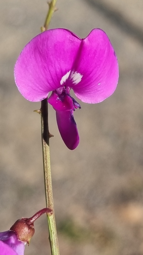 Smooth Darling Pea from Kaputar NSW 2390, Australia on October 24, 2023 ...