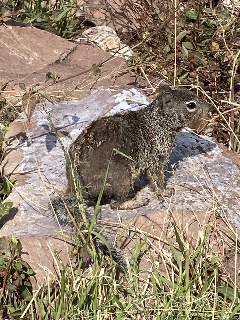 Rock Squirrel from 001, León, Gto., MX on October 22, 2023 at 11:05 AM ...