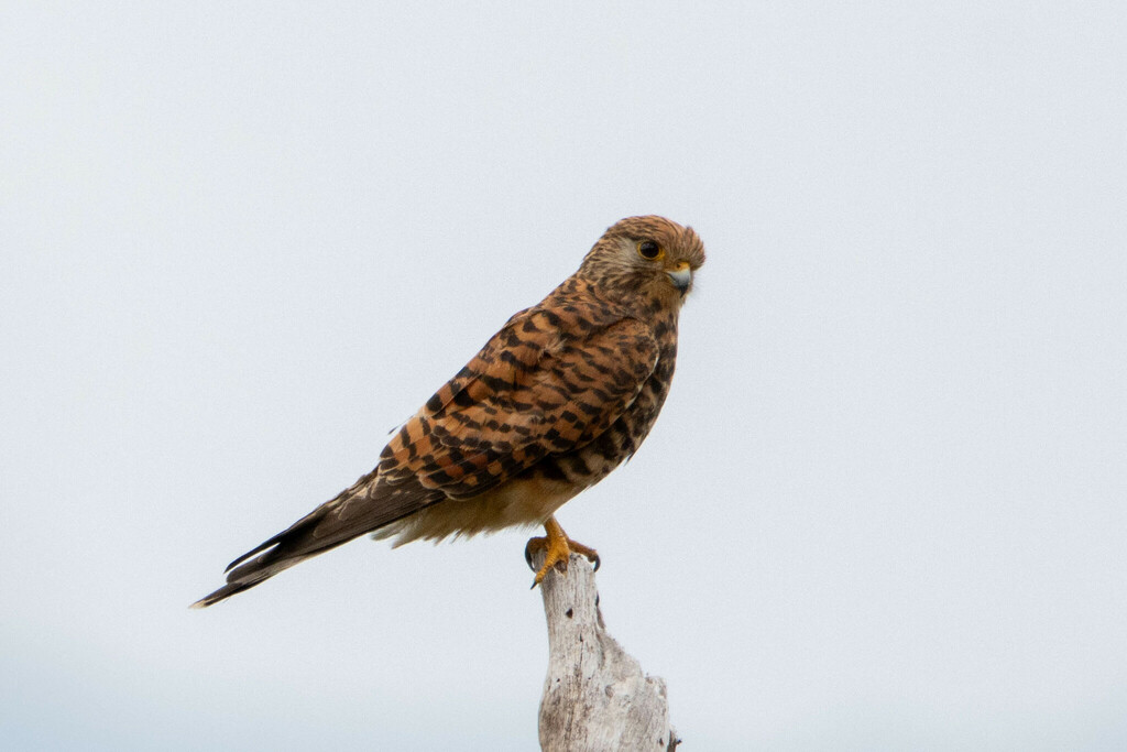 Spotted Kestrel from Gowa Regency, South Sulawesi, Indonesia on October ...