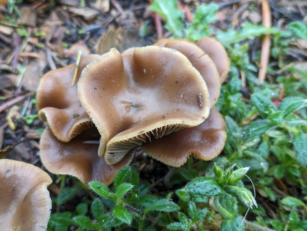 Wavy Cap in October 2023 by Darren Gordon · iNaturalist