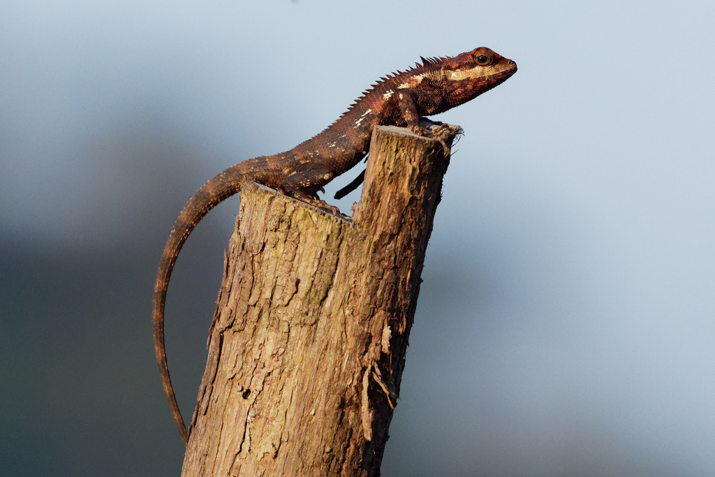 Myanmar Blue Crested Lizard from Yingjiang, Dehong, Yunnan, CN on May 9 ...
