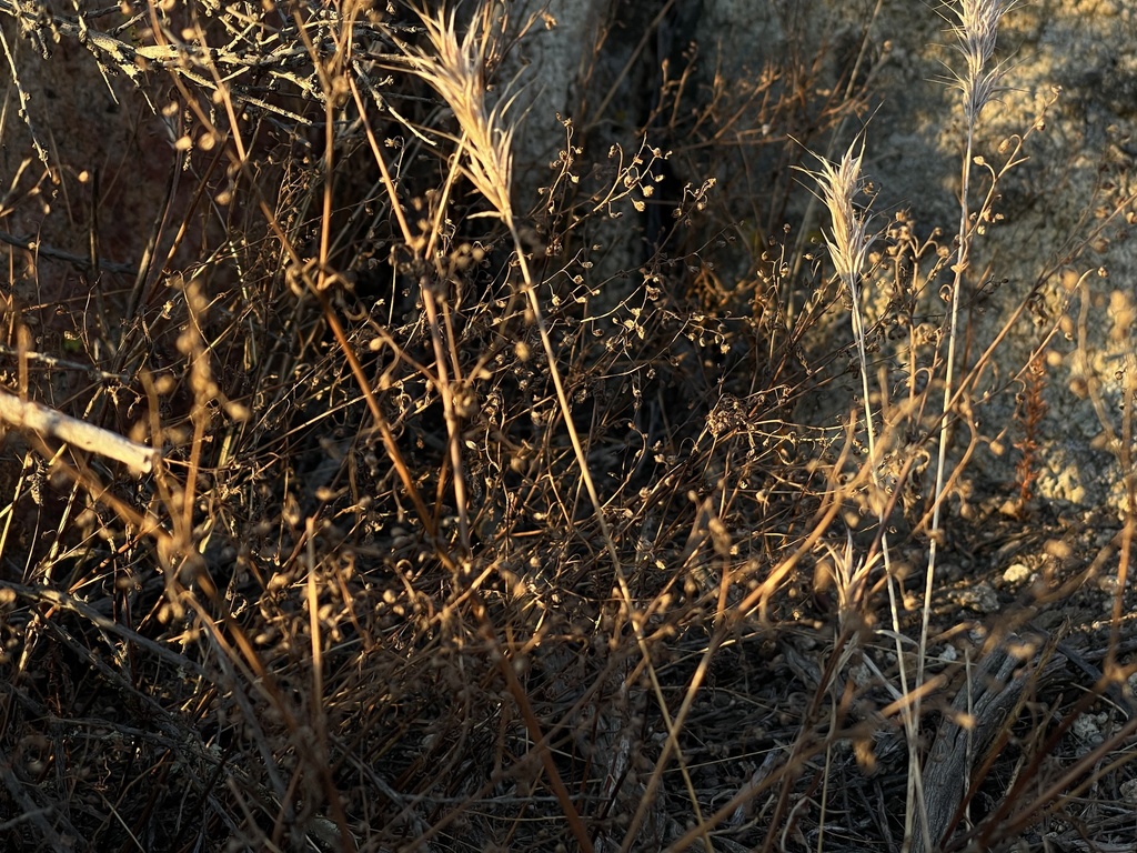 flowering plants from Murrieta, CA, US on October 19, 2023 at 05:45 PM ...