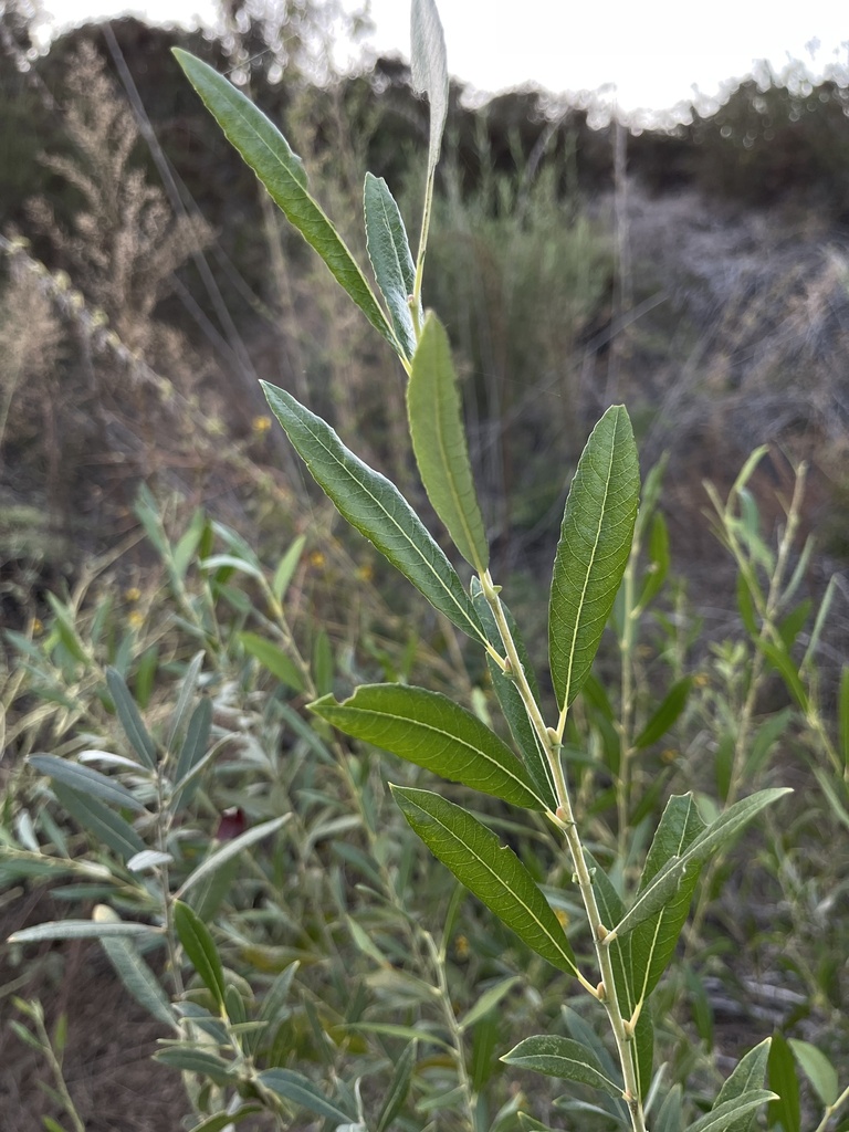 Arroyo Willow from Murrieta, CA, US on October 19, 2023 at 05:58 PM by ...