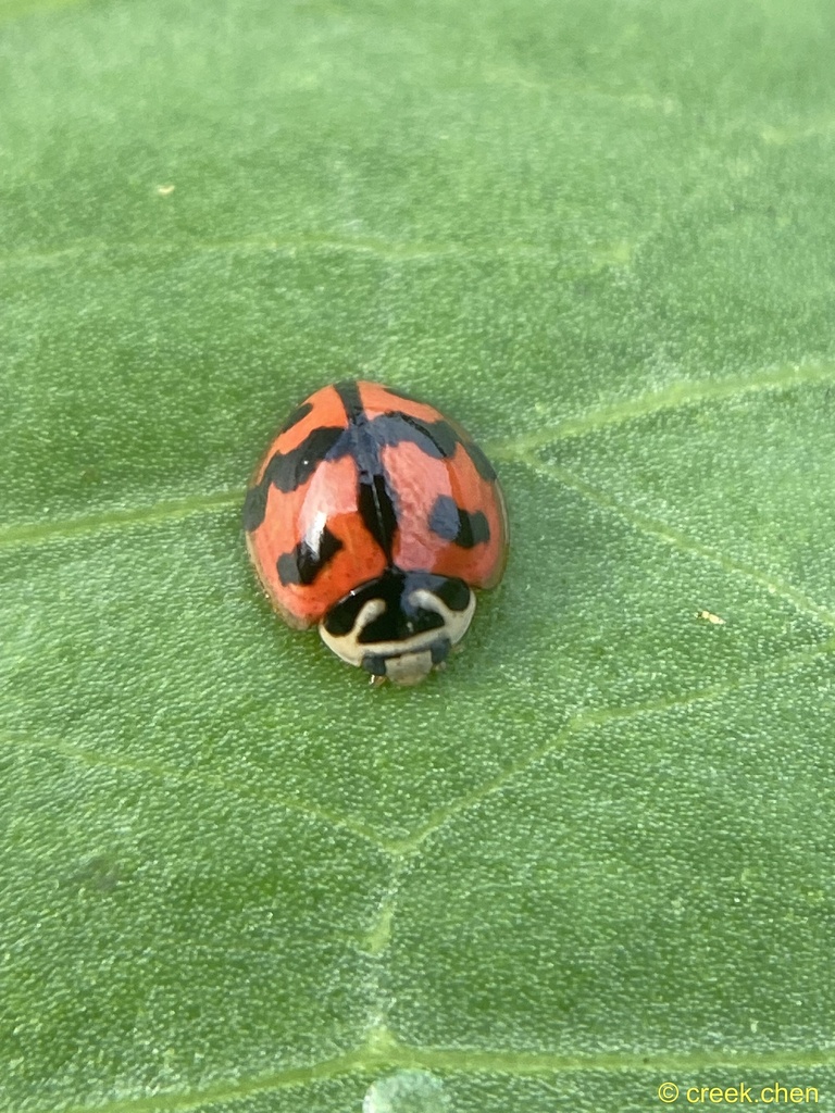 Six-spotted Zigzag Ladybird from 臺灣島, 頭城鎮, ILA, TW on October 24, 2023 ...
