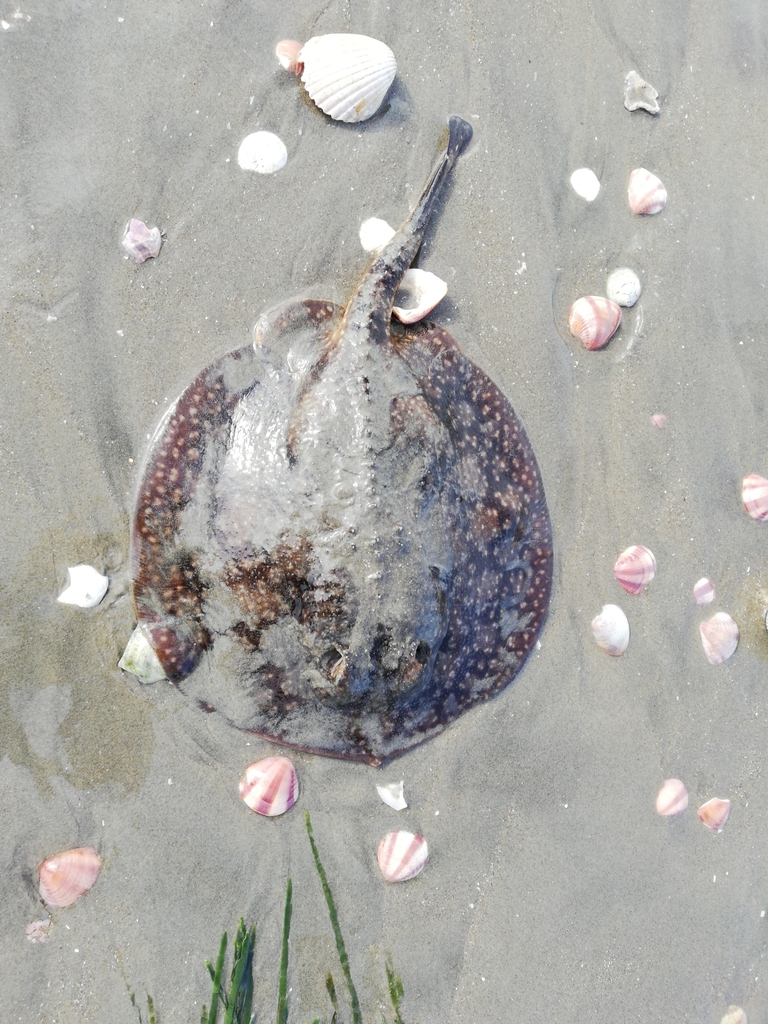 Tumbes Round Stingray from Sechura, Perú on March 18, 2019 at 04:19 PM ...