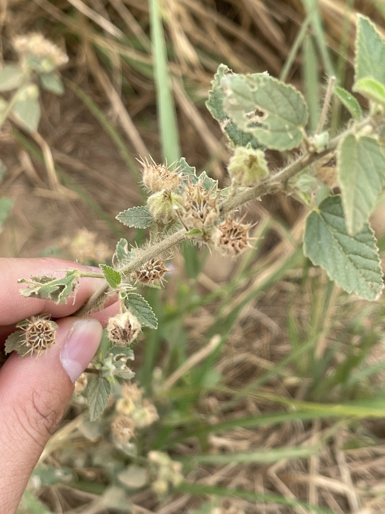 flannel weed from 臺灣島, 烏日區, TXG, TW on October 15, 2023 at 02:52 PM by ...