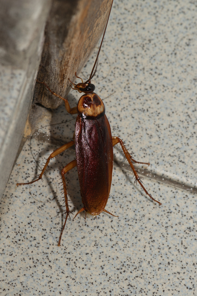 American Cockroach from Marine Parade, Singapore on October 23, 2023 at ...