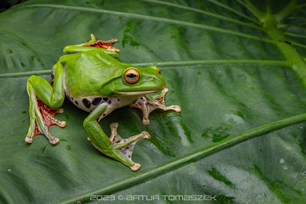 Moltrecht's Green Tree Frog in October 2023 by Artur Tomaszek · iNaturalist