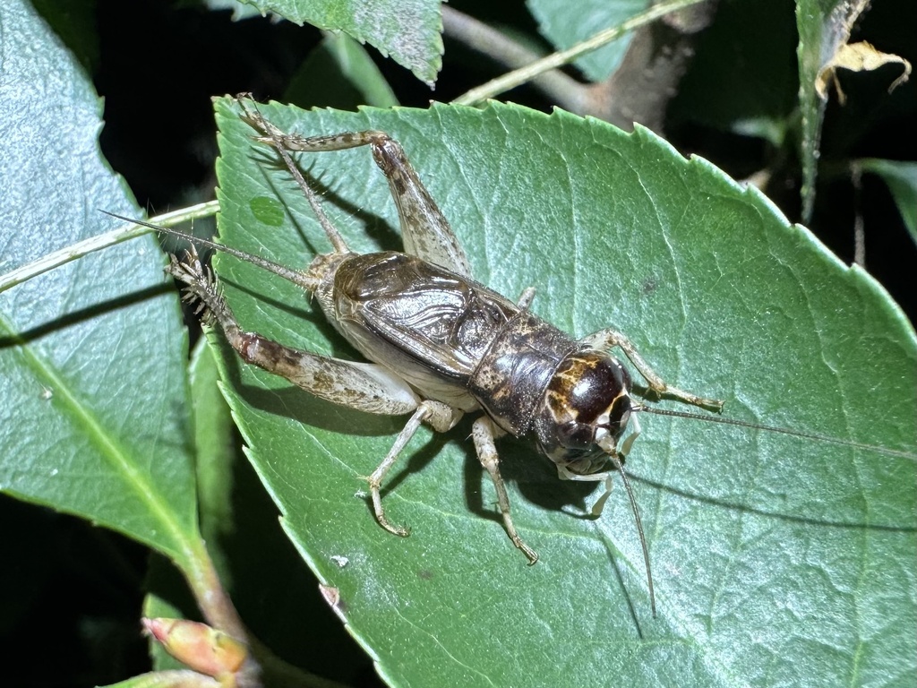 Japanese Burrowing Cricket in October 2023 by marimo · iNaturalist
