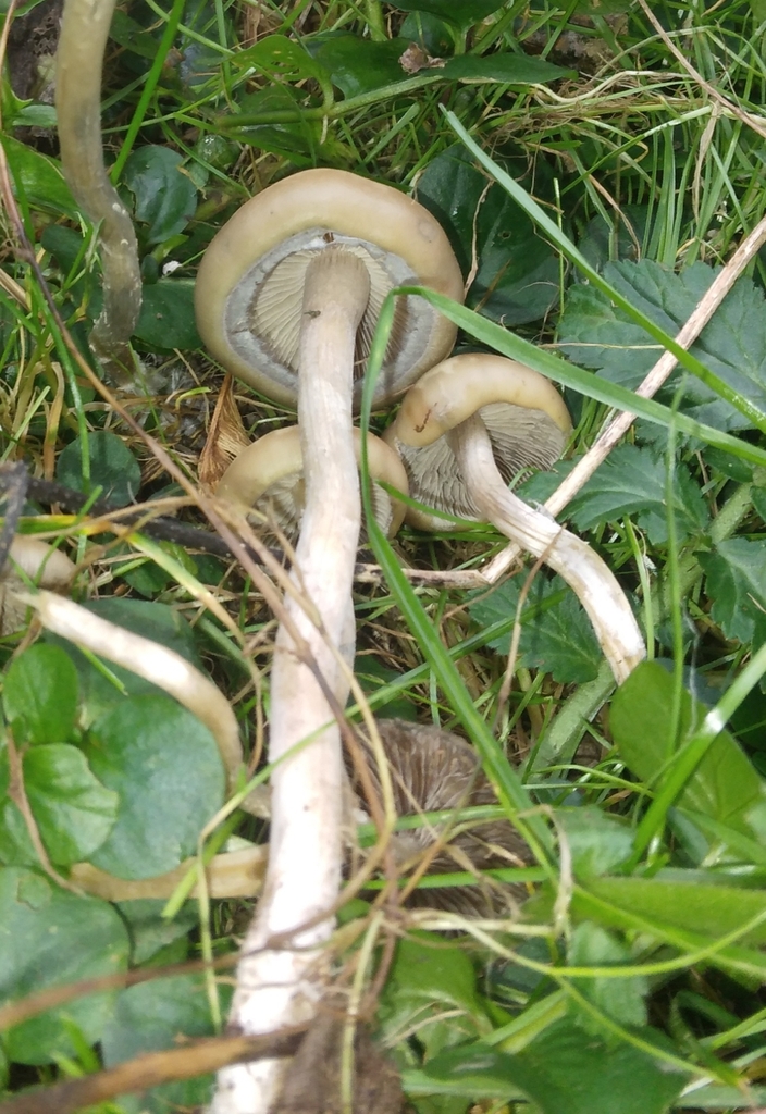 Psychedelic Ovoid Mushroom in October 2023 by Matthew Murphy · iNaturalist