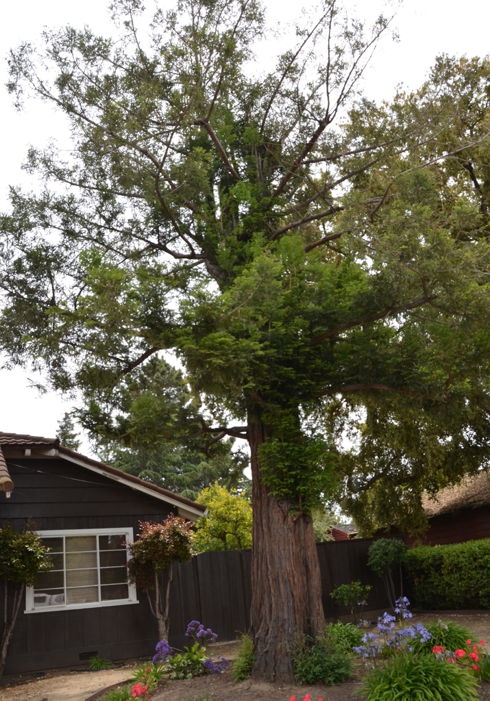coast redwood from 95008 on May 22, 2011 by John Cramer III · iNaturalist