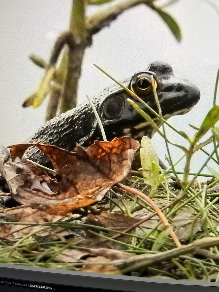 American Bullfrog from S Stewart Ave, Springfield, MO, US on October 24 ...