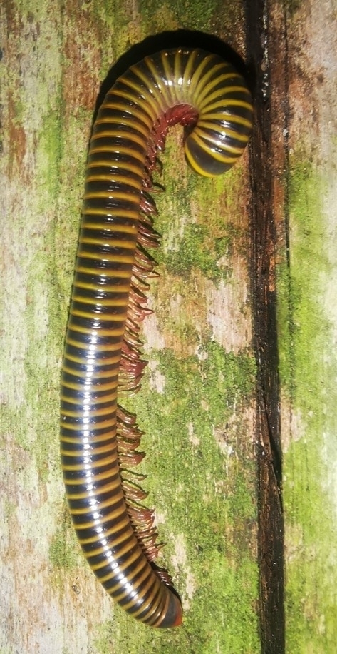 Round-backed Millipedes from Autazes, BR-AM, BR on March 6, 2023 at 08: ...