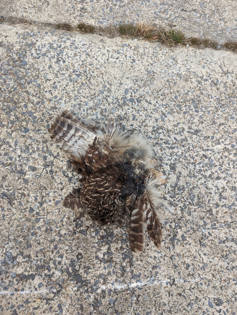 Barred Owl from Nectar, AL, USA on October 24, 2023 at 10:07 AM by ...
