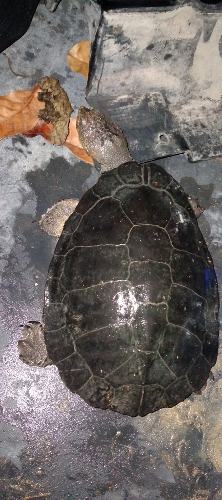 Gibba Toad-headed Turtle from Carapal, Palo Seco, Trinidad and Tobago ...
