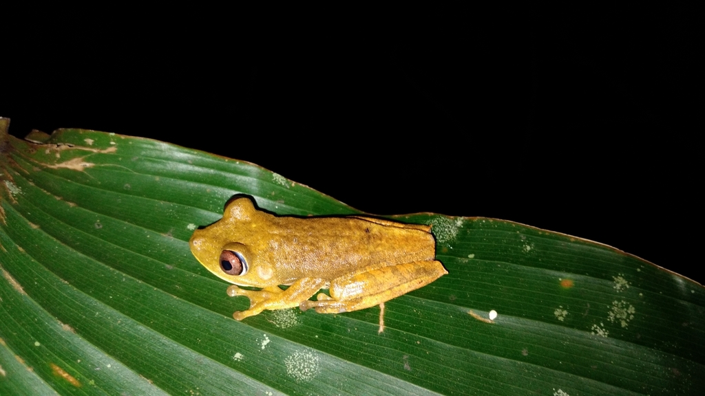 Map Tree Frog from Carapal, Palo Seco, Trinidad and Tobago on October ...