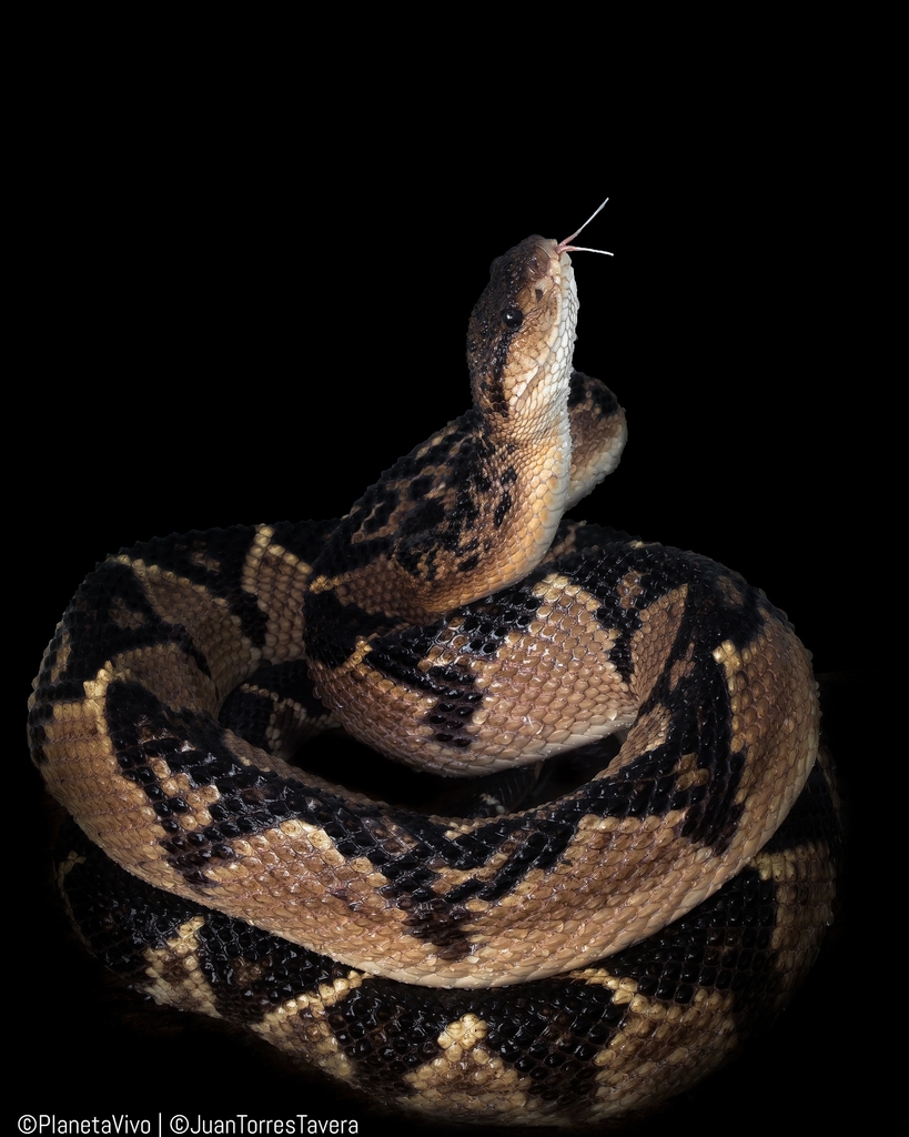 South American Bushmaster in June 2023 by Planeta Vivo · iNaturalist