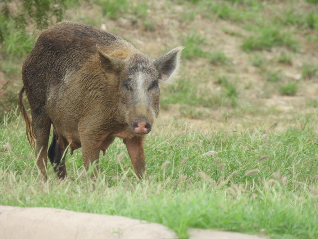 Wild Boar from Lake Casa Blanca International State Park, Laredo, TX ...
