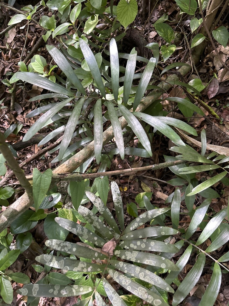zamia in August 2023 by Francisco Susmel. Samea aerosa · iNaturalist