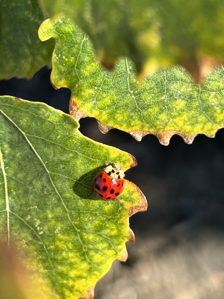 Asian Lady Beetle from Colorado State University, Fort Collins, CO, US ...