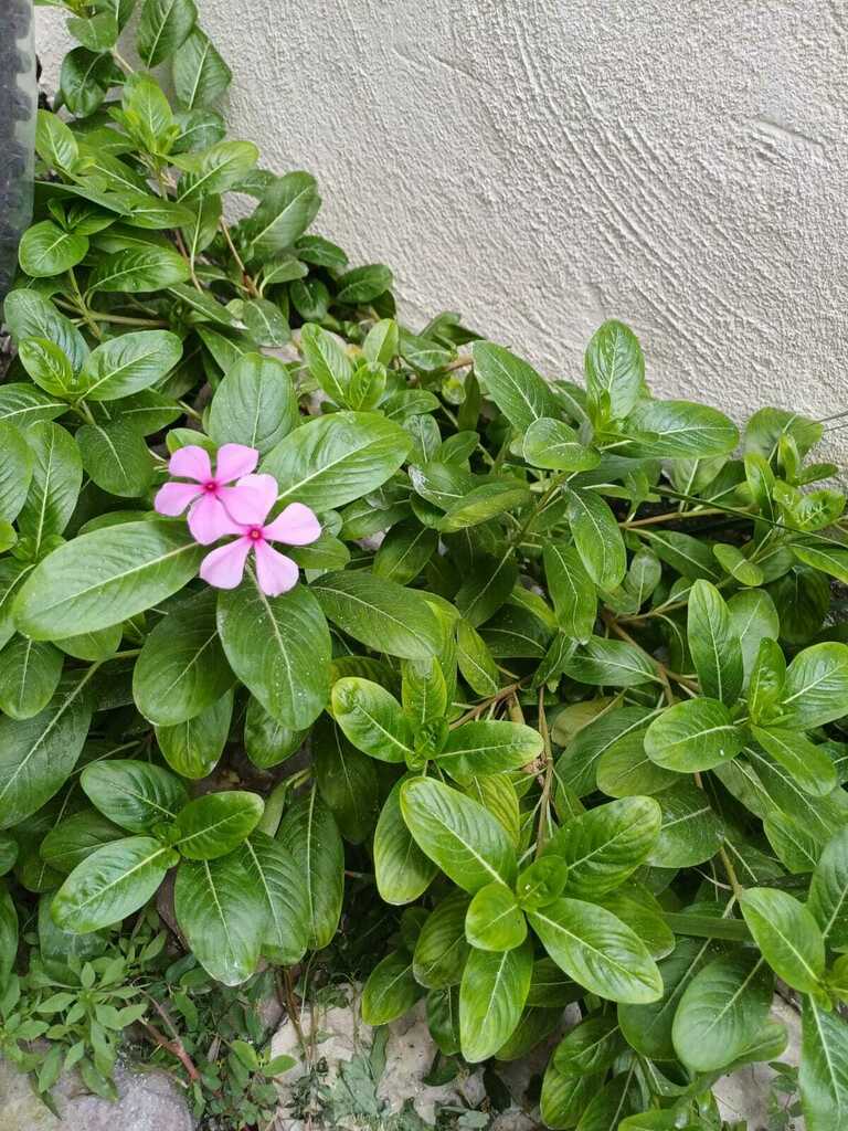 Periwinkle from Cd Apodaca, N.L., México on October 24, 2023 at 01:53 ...