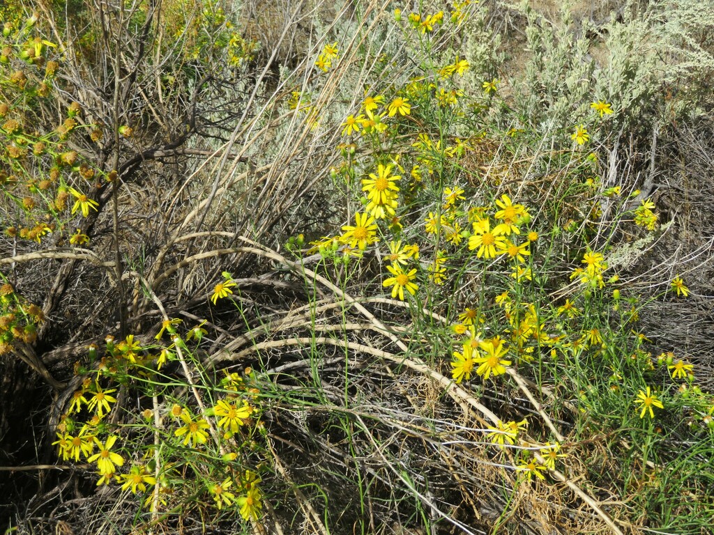 threadleaf groundsel from Riverside County, CA, USA on October 23, 2023 ...
