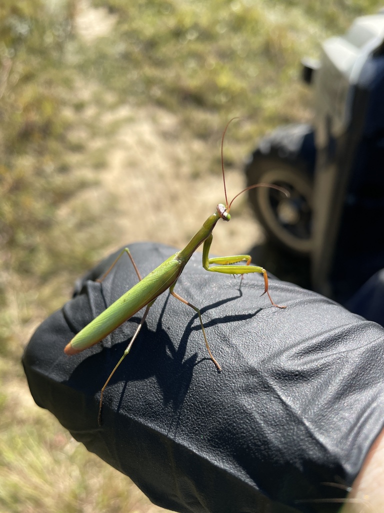 Mantids from Ravenna Arsenal St, Ravenna, OH, US on October 11, 2023 at ...