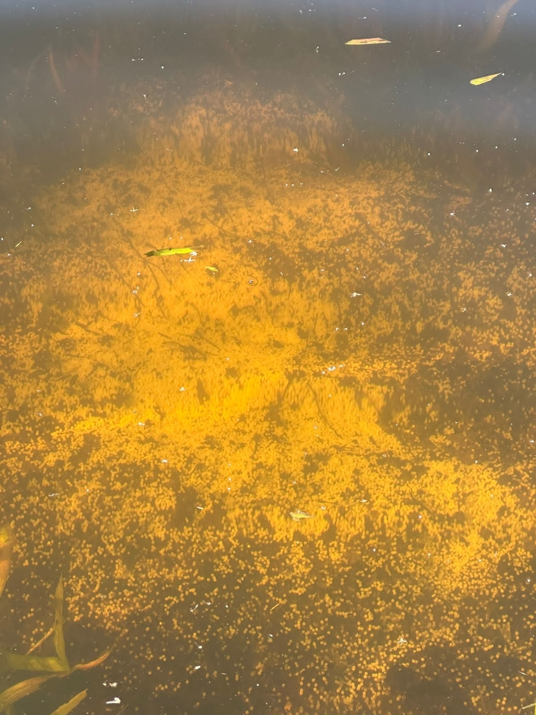 Murray Cod from Nanima NSW 2582, Australia on October 15, 2023 by ...