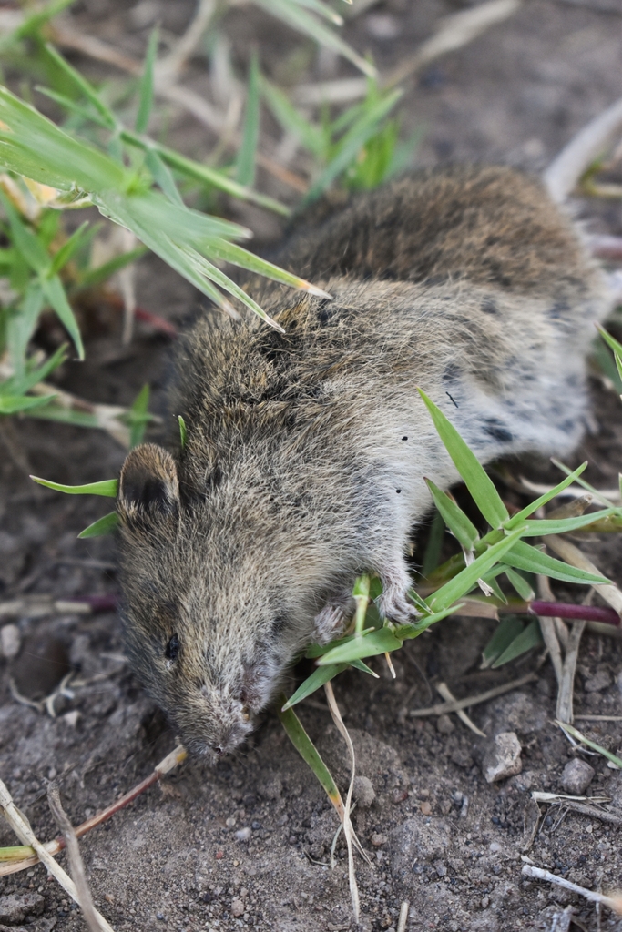 Dolorous Grass Mouse from Pichi Mahuida, Río Negro, Argentina on March ...