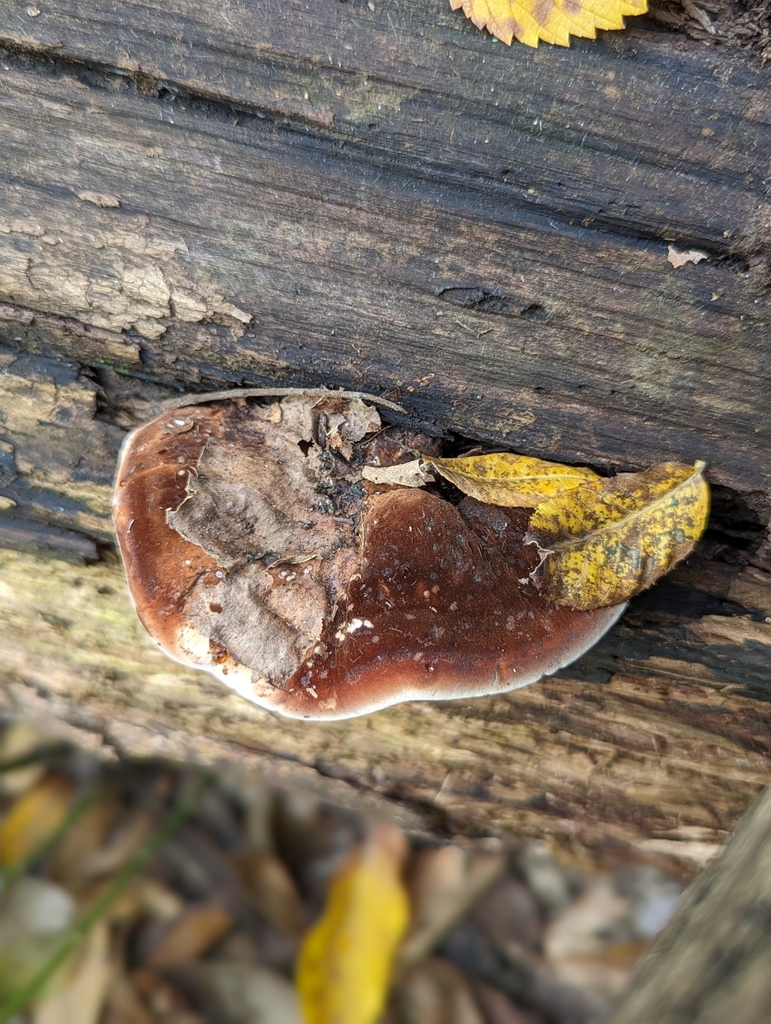 Resinous Polypore from Barada, NE, USA on October 24, 2023 at 11:35 AM ...