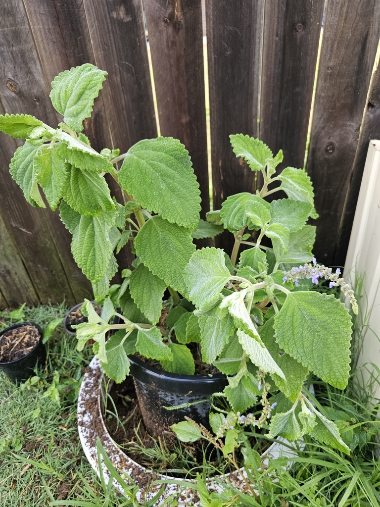 Native Coleus from Bli Bli QLD 4560, Australia on October 25, 2023 at ...