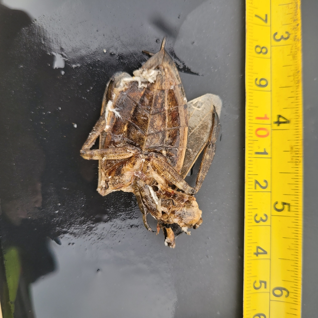 American Giant Water Bug from Leeds and Grenville, CA-ON, CA on October ...