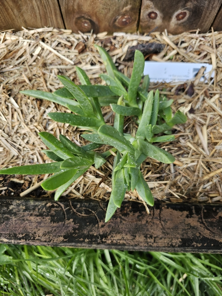 Angular Sea-fig from Bli Bli QLD 4560, Australia on October 25, 2023 at ...