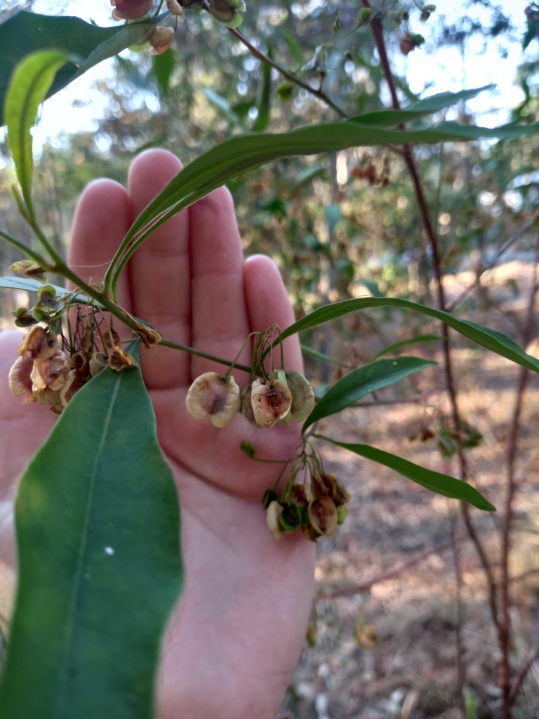 Common Hop Bush from Cornubia QLD 4130, Australia on October 25, 2023 ...