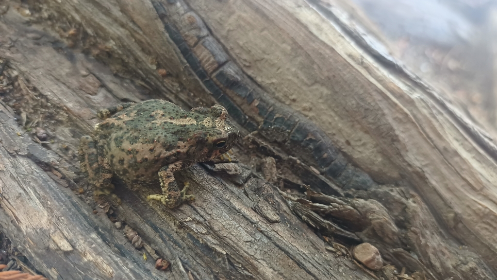 Pine Toad from 34850 Dgo., México on October 24, 2023 at 09:43 AM by ...