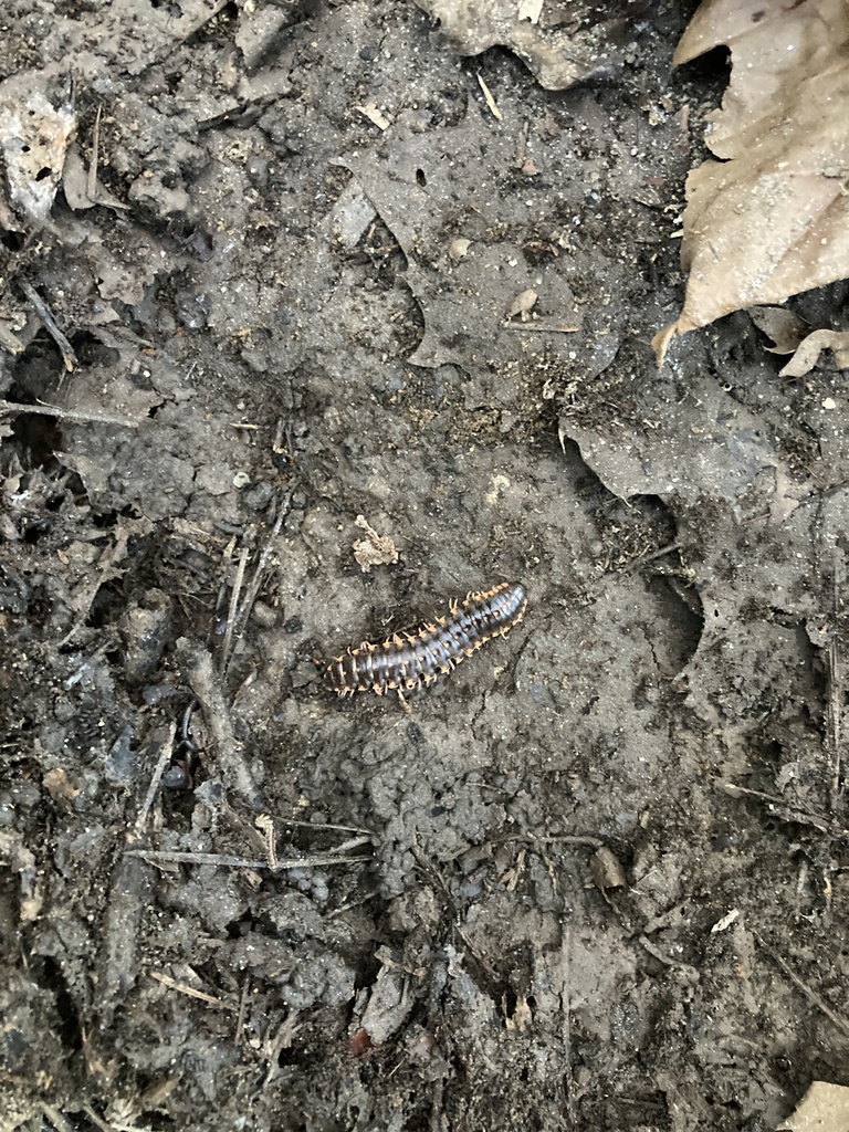 Georgia Flat-backed Millipede from Chattahoochee River National ...
