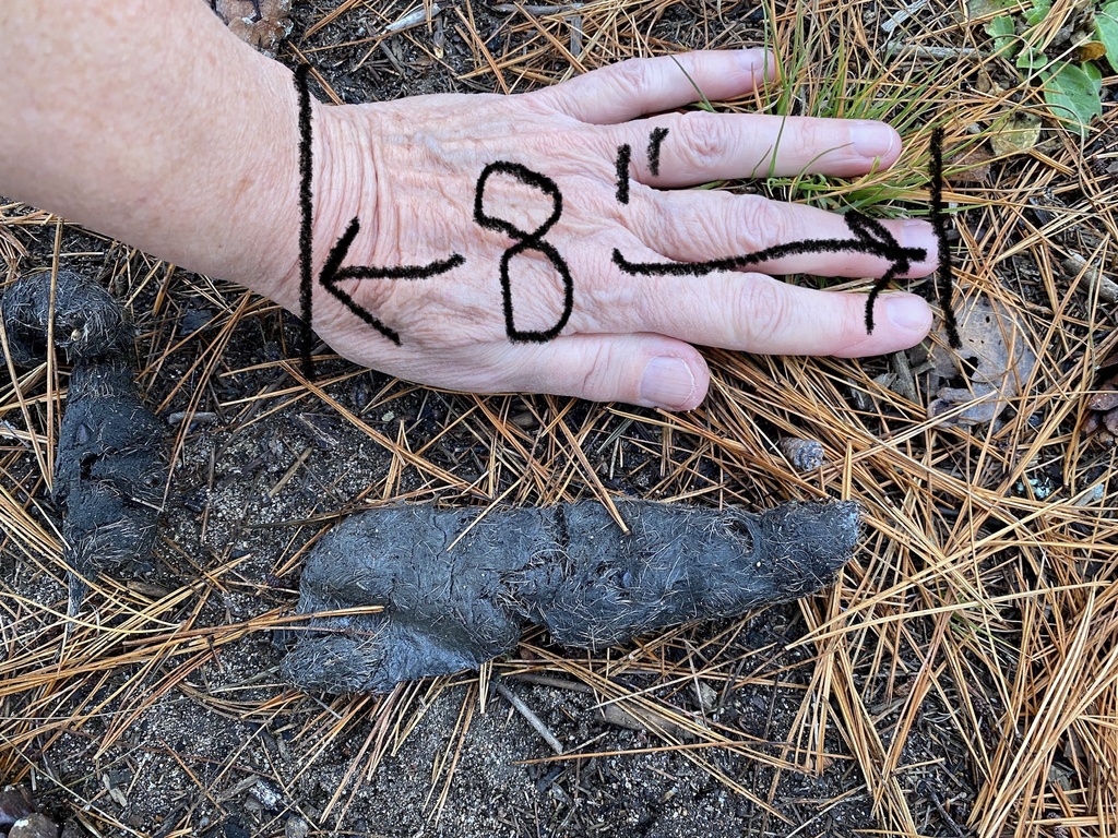 Gray Wolf in October 2023 by Joan S. Hunn. Older scat. Largest segment ...